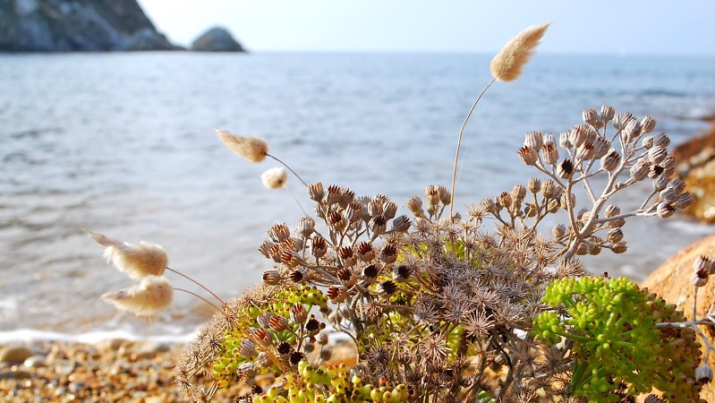 Herbst am Meer - Blumenblog